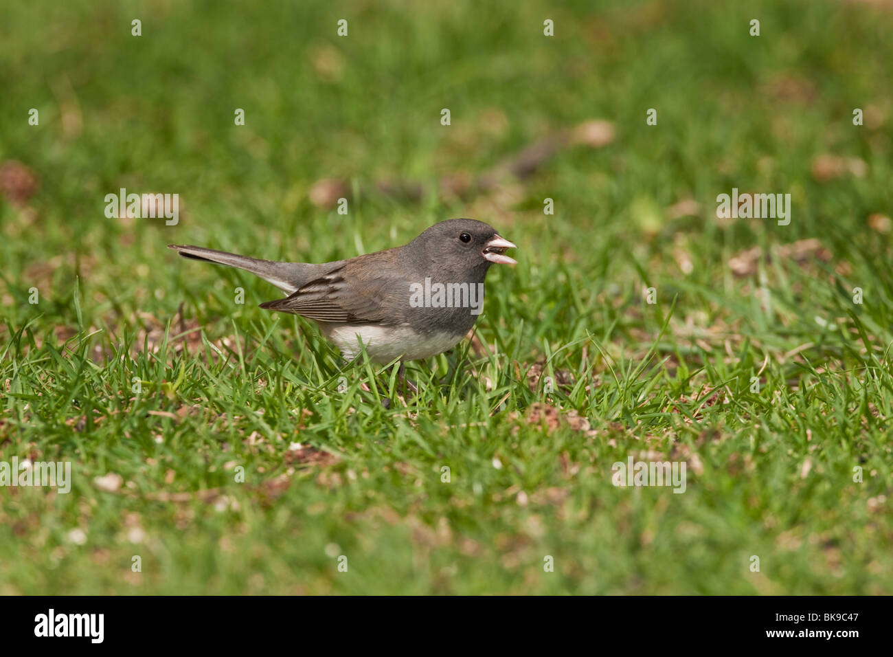 Slate colored Dark-eyed Junco foraging on ground Stock Photo - Alamy