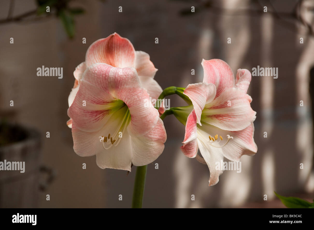 Pink amaryllis flower hi-res stock photography and images - Alamy
