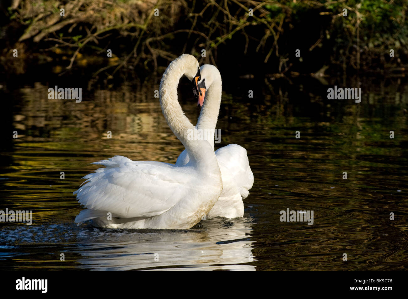 Adult Mute swans going through their mating ritual Stock Photo - Alamy