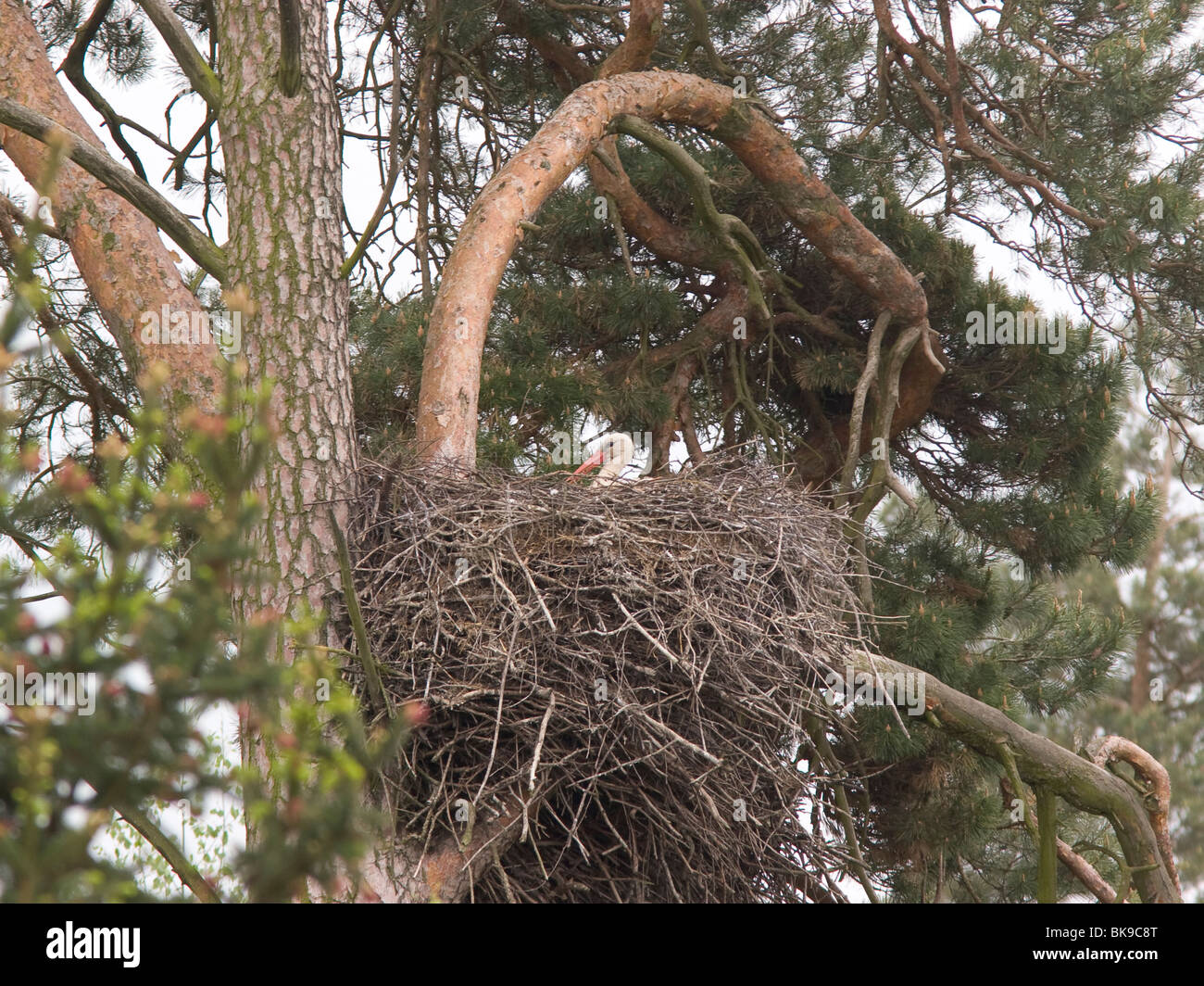 Adult stork breeding at a natural tree nest in a Scots Pine Stock Photo ...
