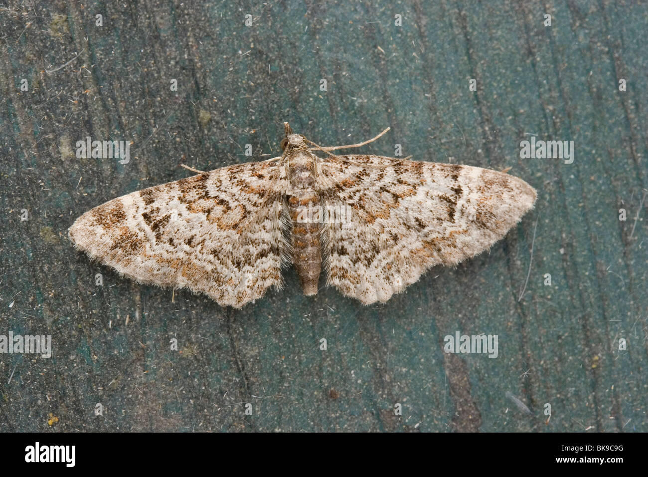 Double-striped Pug in characteristic resting position with the wings ...