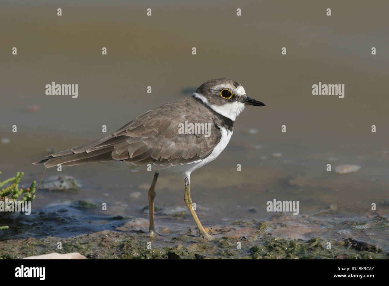 Little Ringed Plover Stock Photo - Alamy