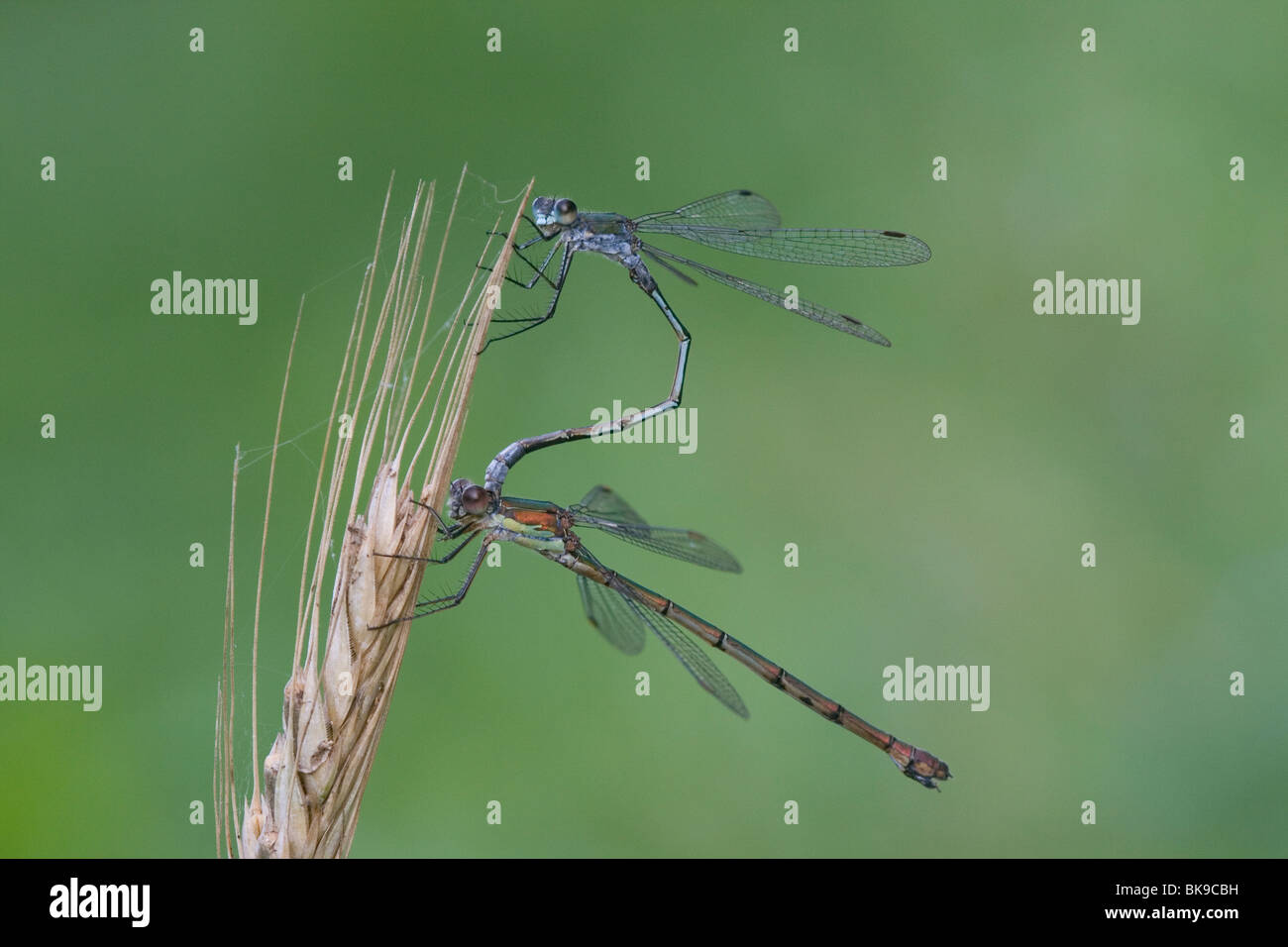 Two types of attitude to a hanging in the tandem lestidae rye aar.Blue ...