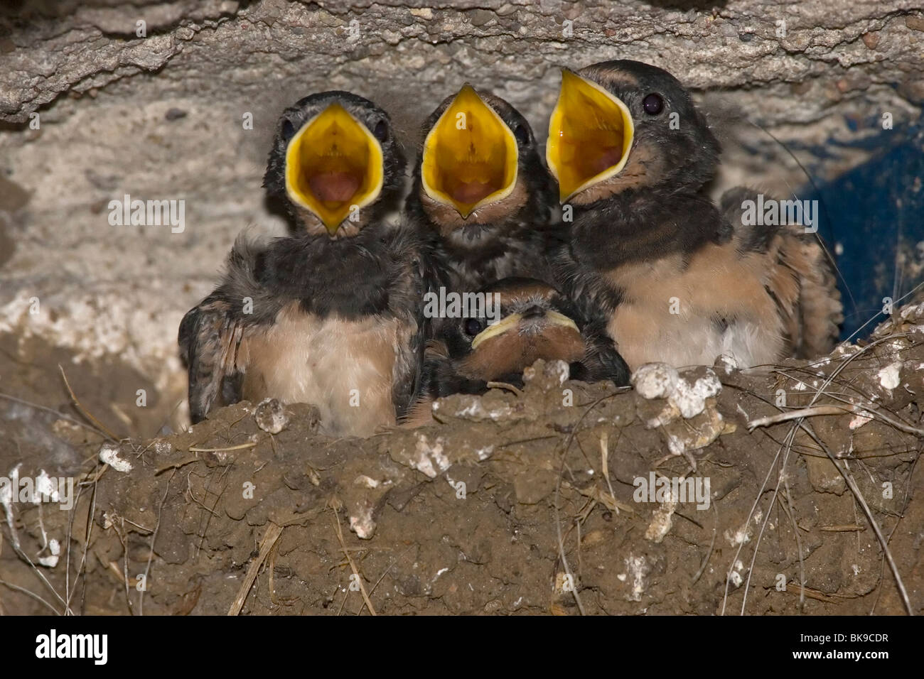 Baby swallow hi-res stock photography and images - Alamy