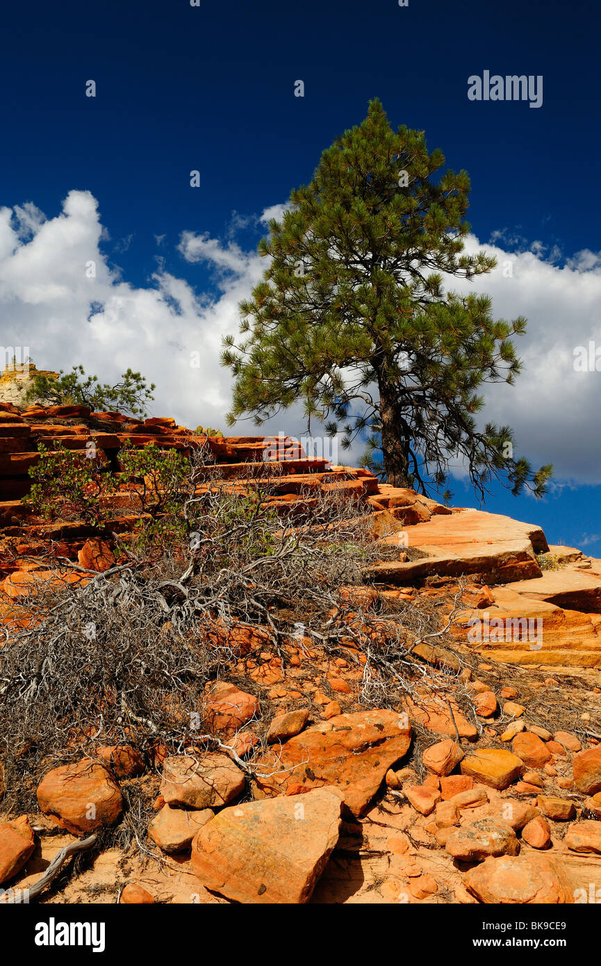 Pinus ponderosa bonsai hi-res stock photography and images - Alamy