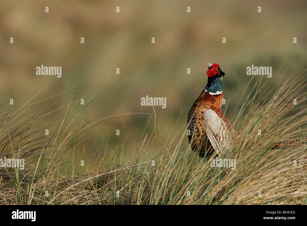 calling Pheasant male Stock Photo - Alamy