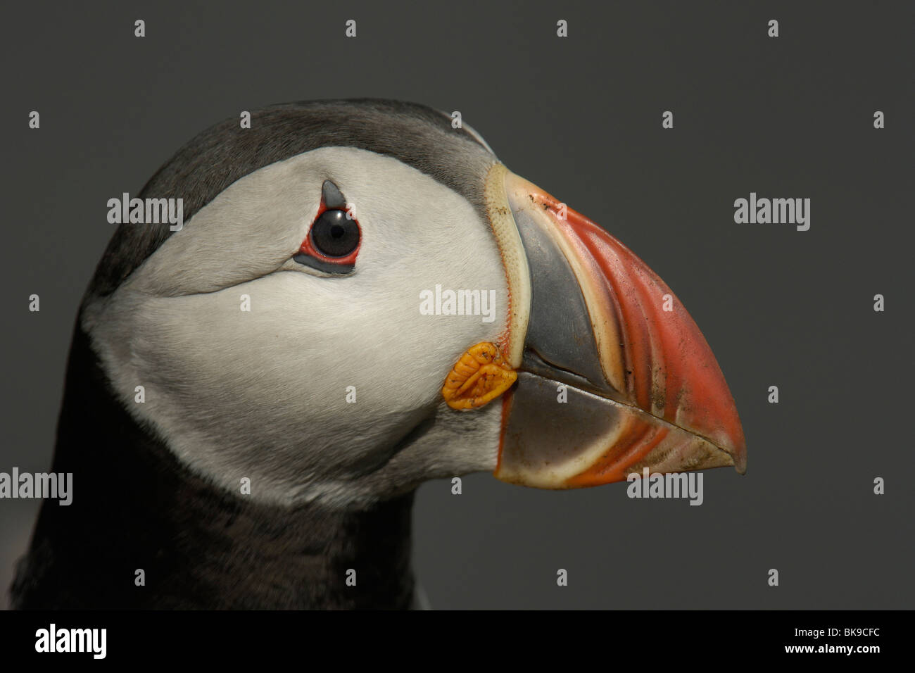 Puffin head detail hi-res stock photography and images - Alamy