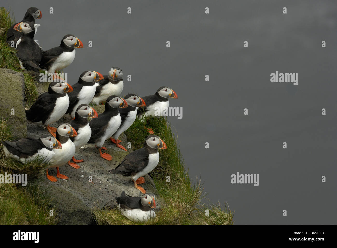 Puffin group sitting Stock Photo - Alamy