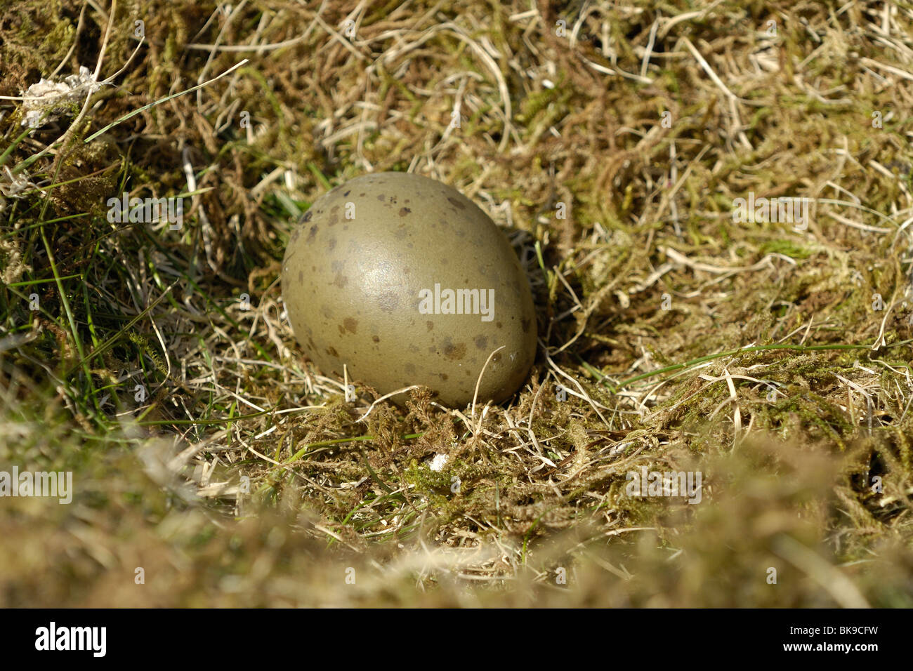 Great skua nest with egg Stock Photo - Alamy