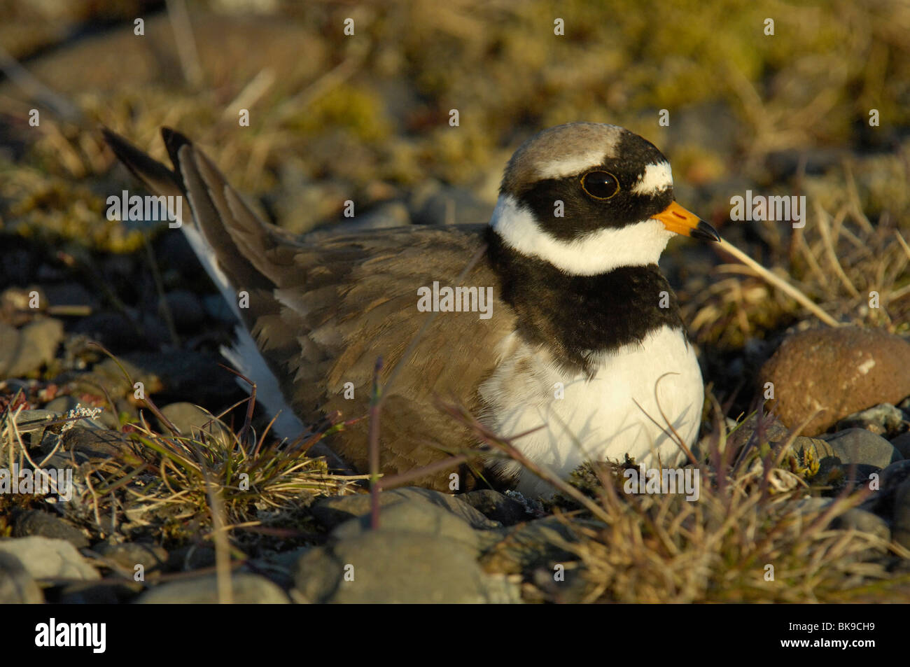 Adult breeding male hi-res stock photography and images - Alamy