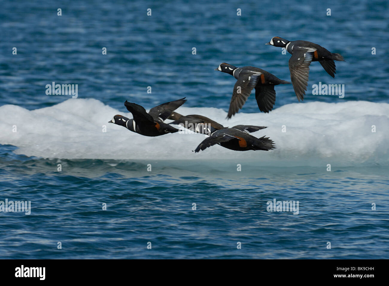 Harlequin duck flight hi-res stock photography and images - Alamy