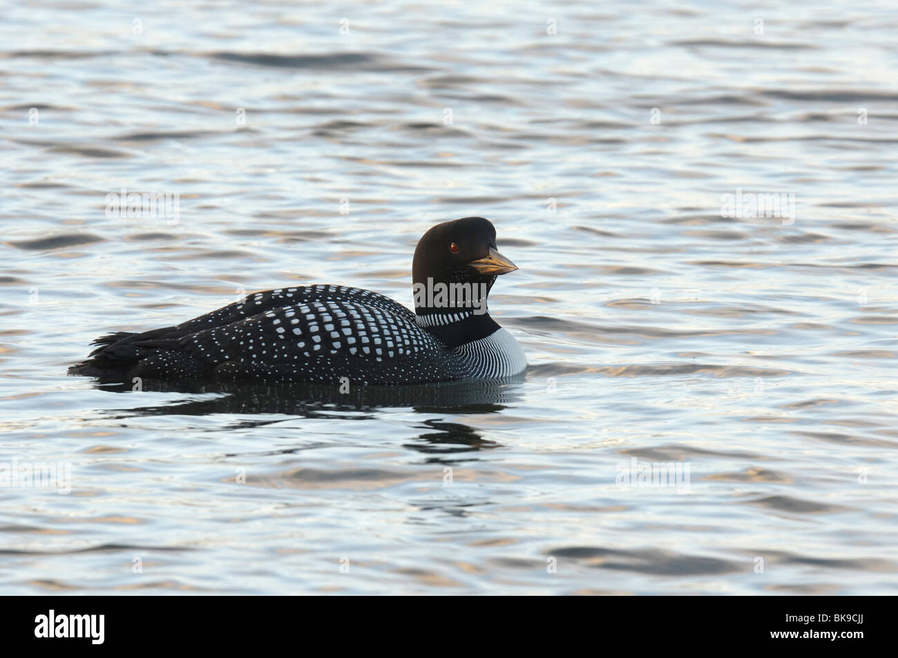 Common loon adult summer plumage swimming Stock Photo - Alamy