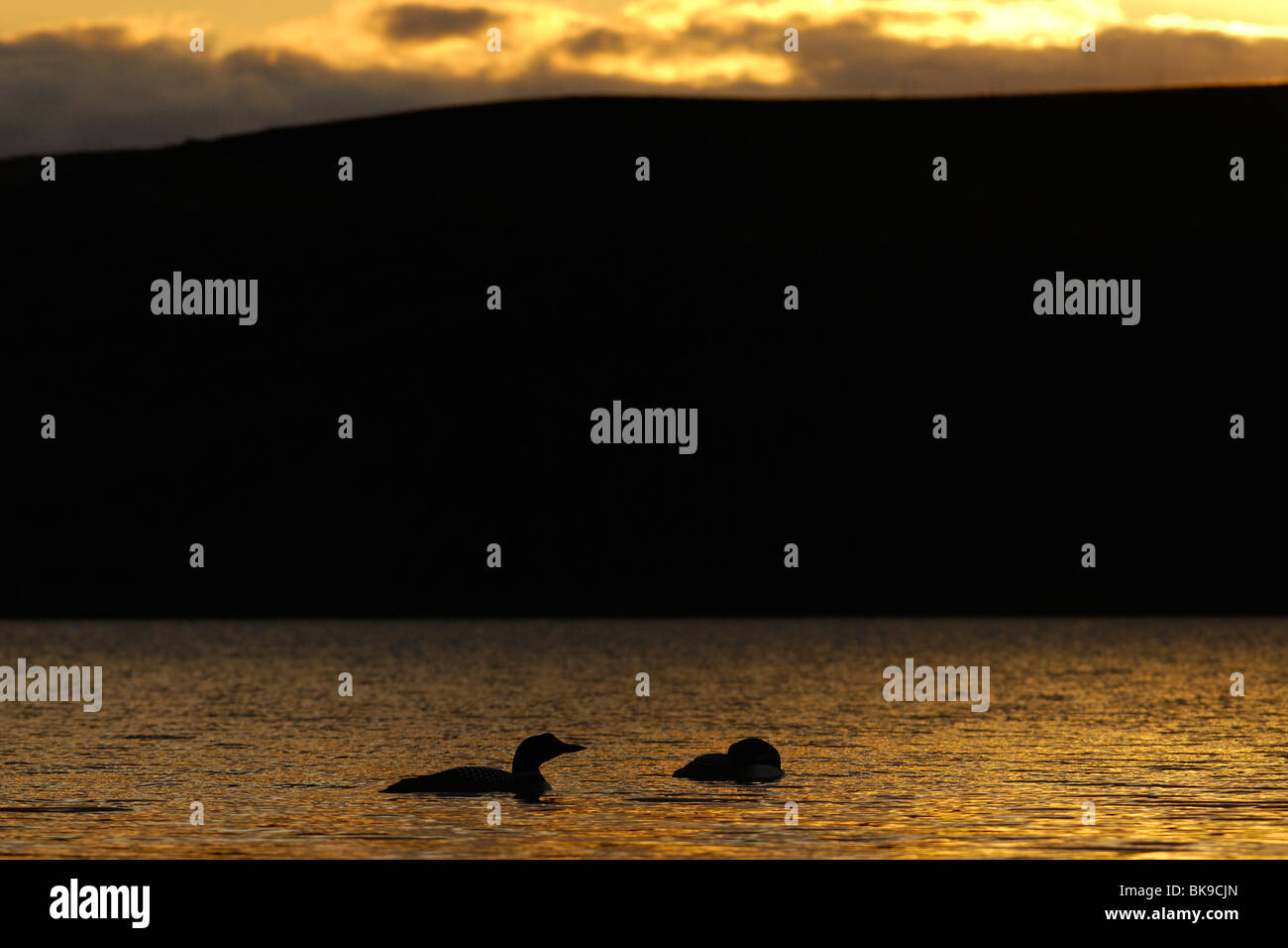 Common loon adult swimming at sunset Stock Photo - Alamy
