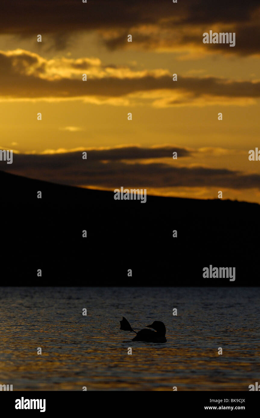 Common loon adult swimming at sunset Stock Photo - Alamy