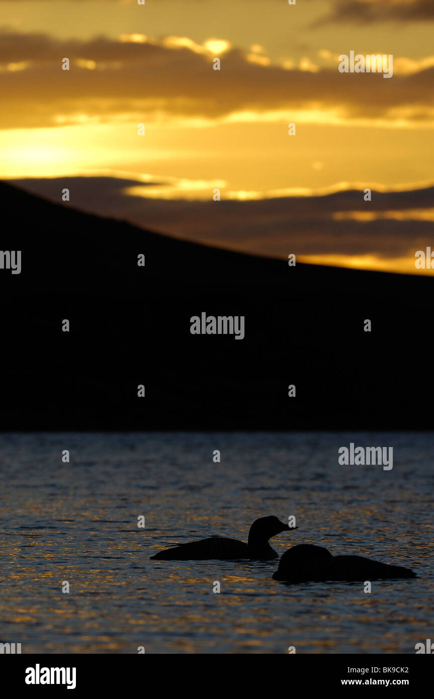 Great northern diver pair hi-res stock photography and images - Alamy