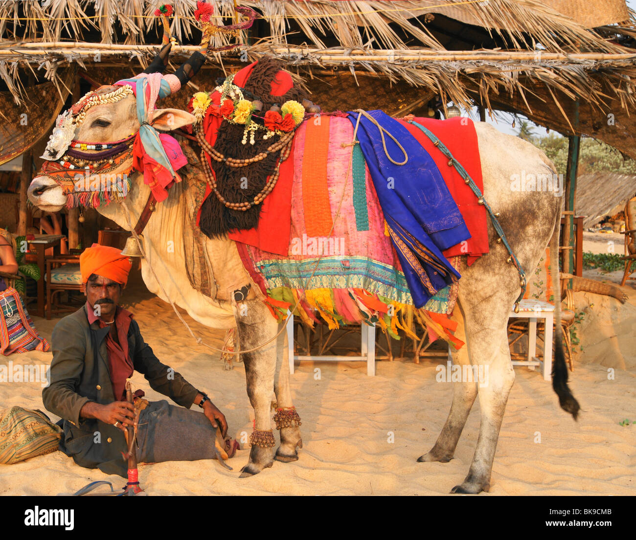Dancing cow hi-res stock photography and images - Alamy