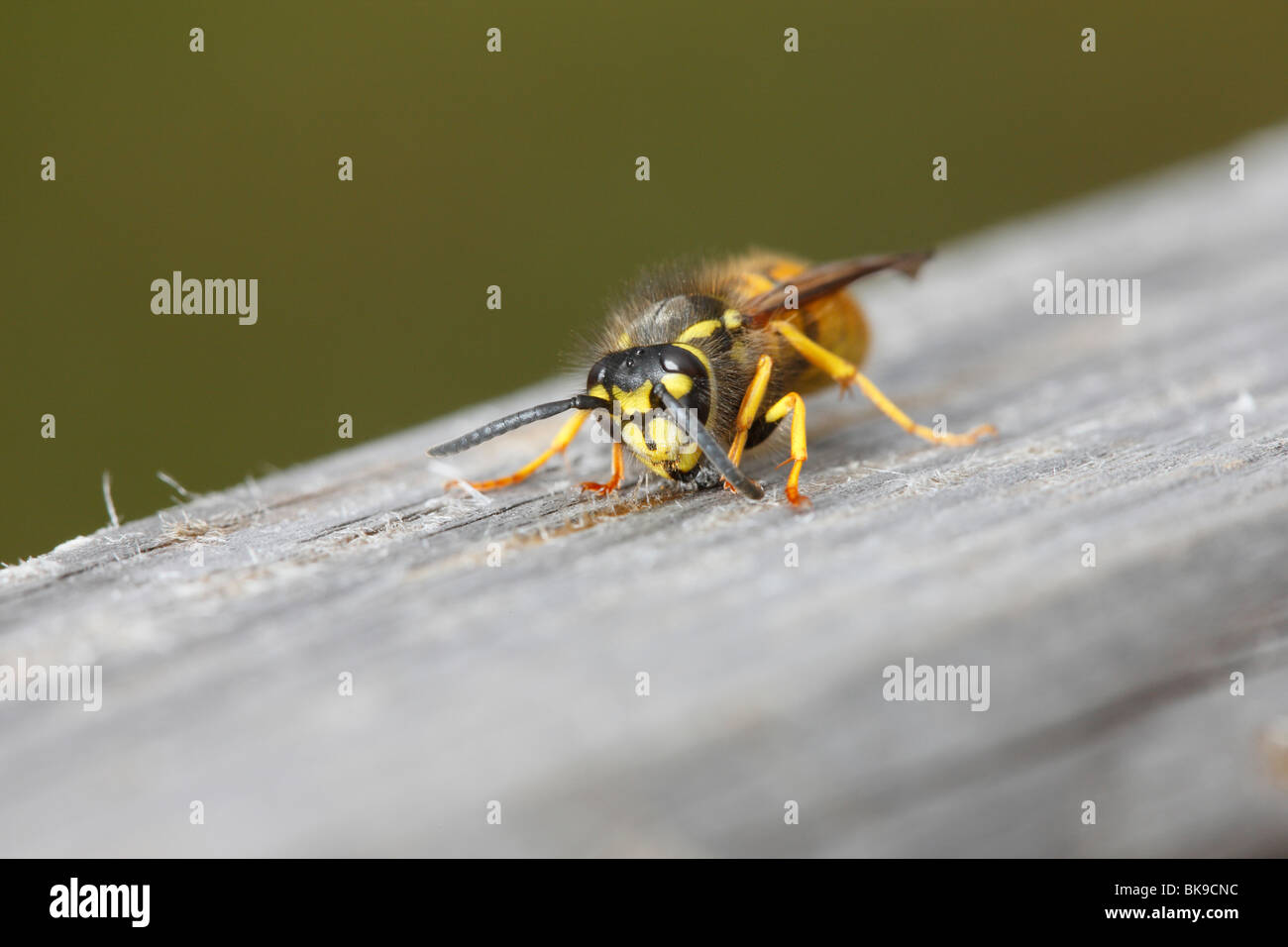 Common Wasp chewing 0n handrail for nesting material Stock Photo - Alamy