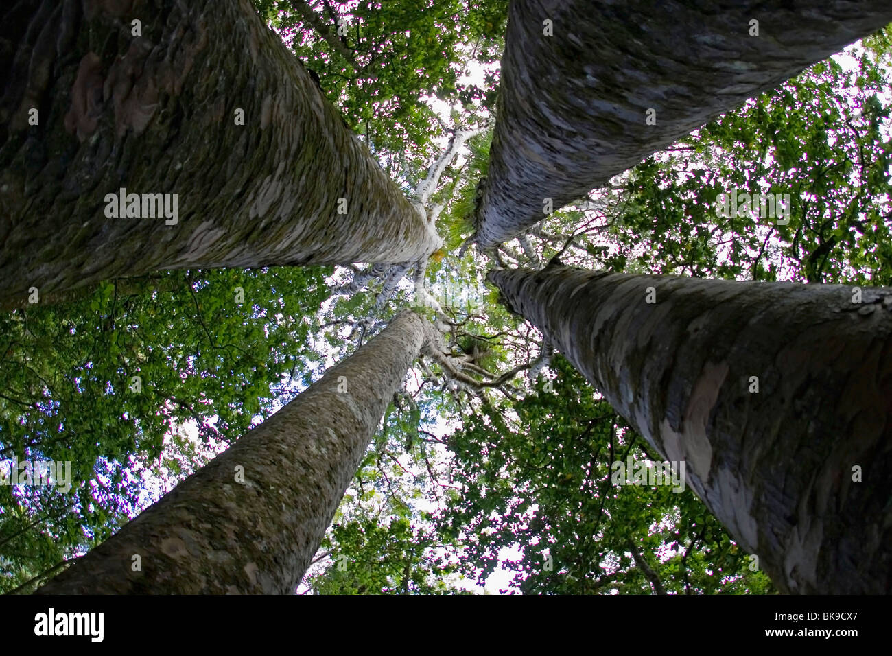Four Kauri trees (Agathis australis Stock Photo - Alamy