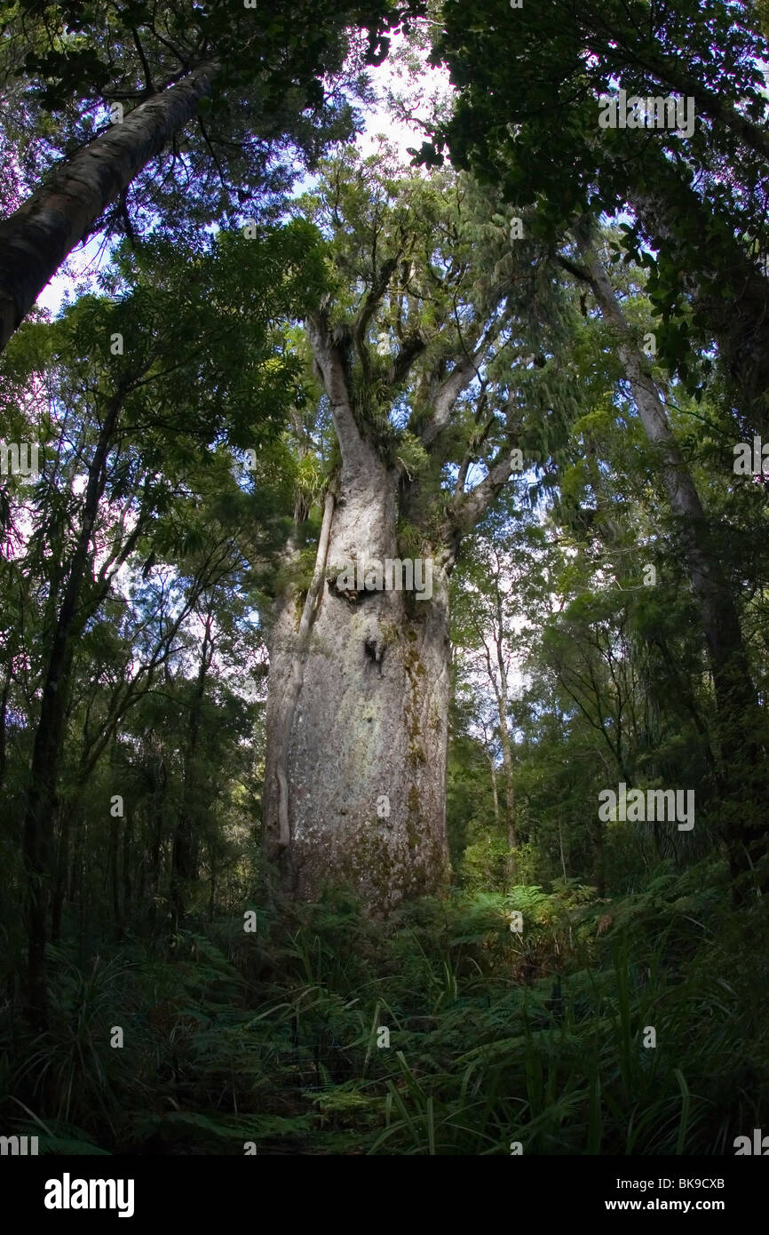 A Kauri tree in the Waipoua Forest in New Zealand Stock Photo - Alamy