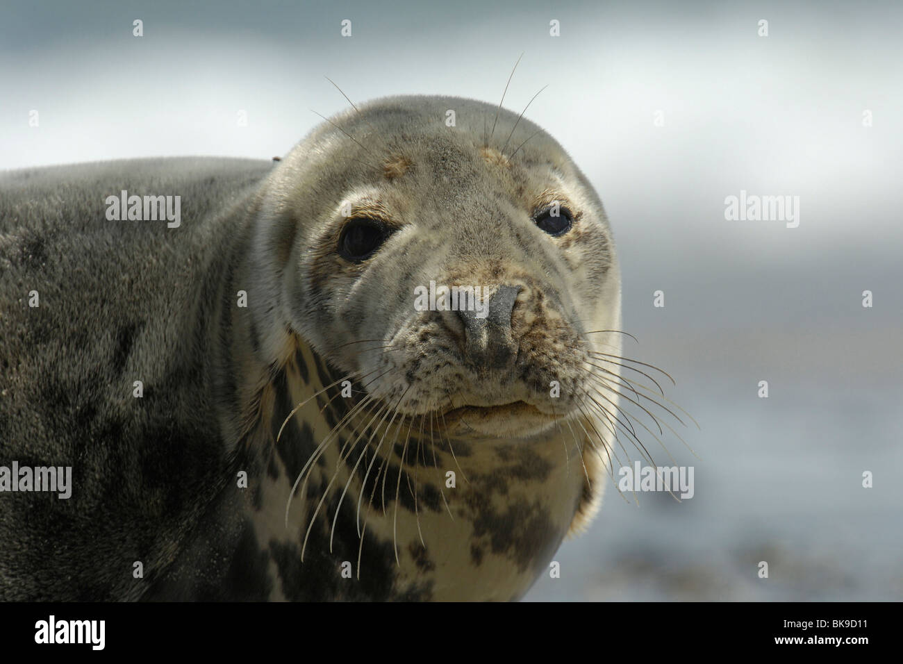 Grey seal portrait Stock Photo - Alamy