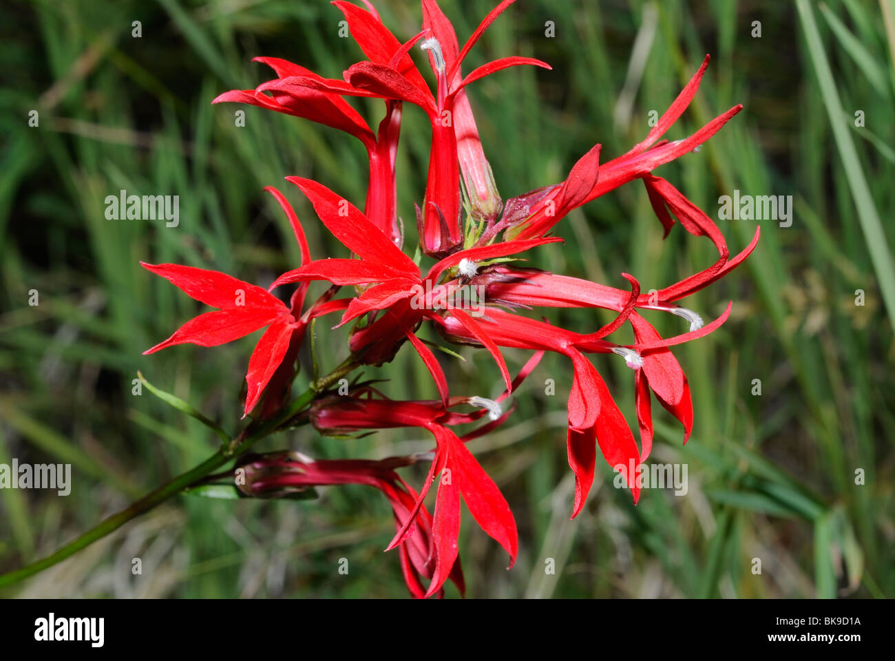 Scientific name cardinalis cardinalis hi-res stock photography and ...