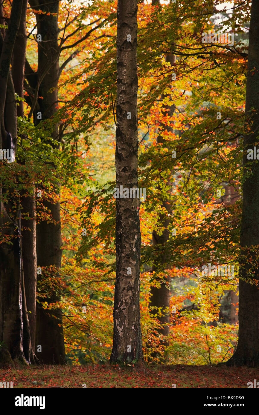Northumberland fall woods trees hi-res stock photography and images - Alamy