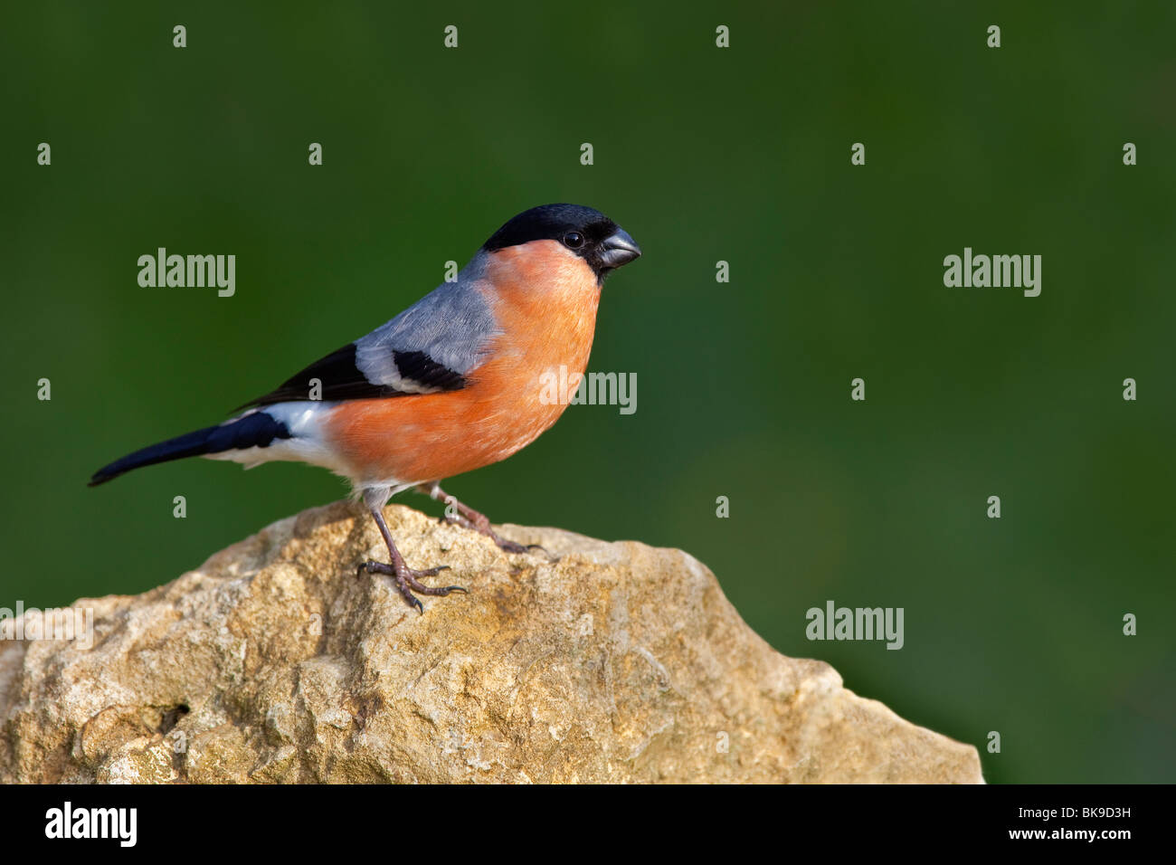 Portrait of bullfinch hi-res stock photography and images - Alamy