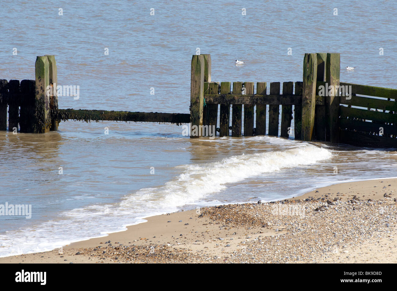 Timber groynes protecting the beach at Walcott, North Norfolk, England ...