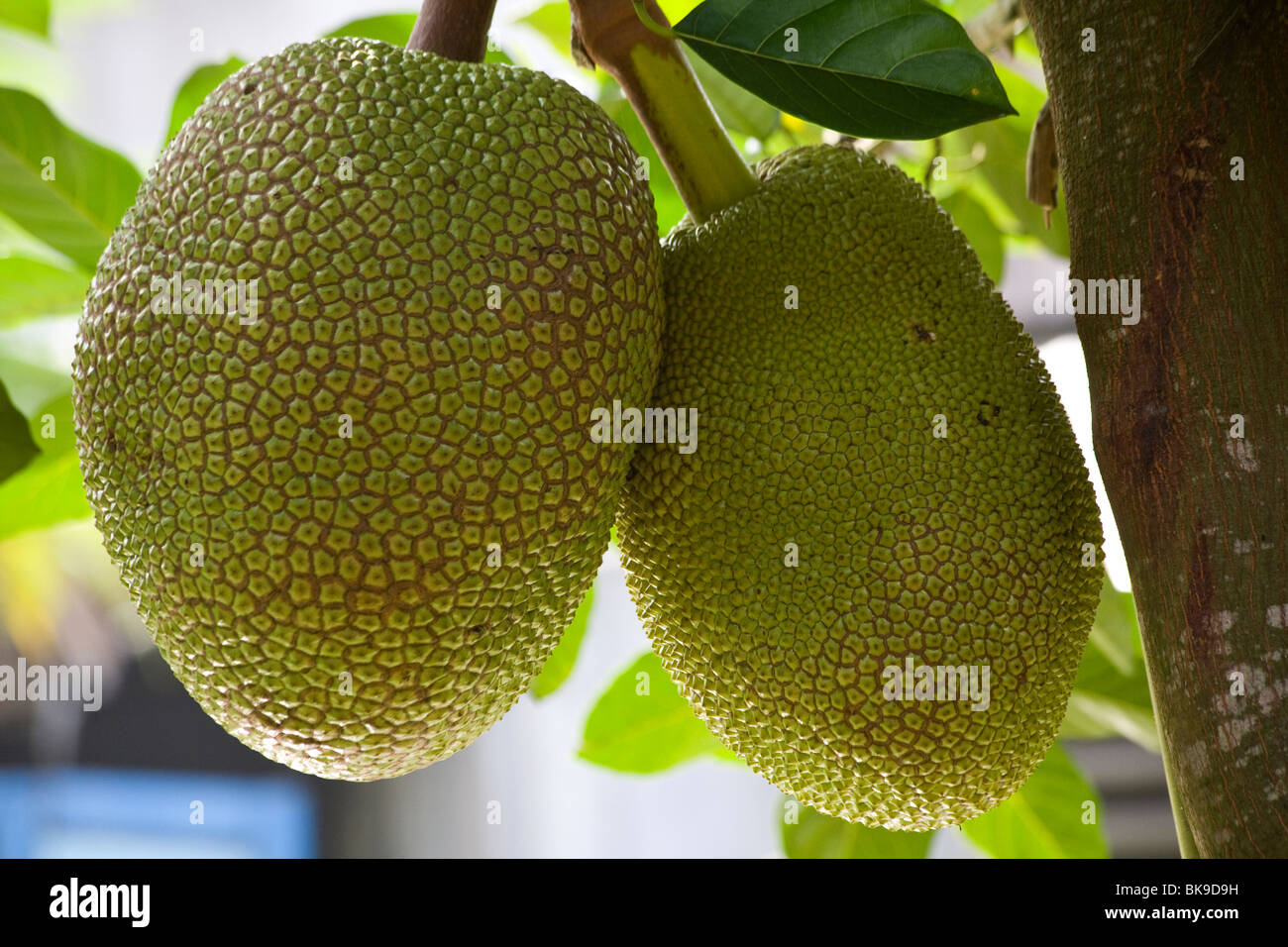 Jack fruit growing on tree hi-res stock photography and images - Alamy