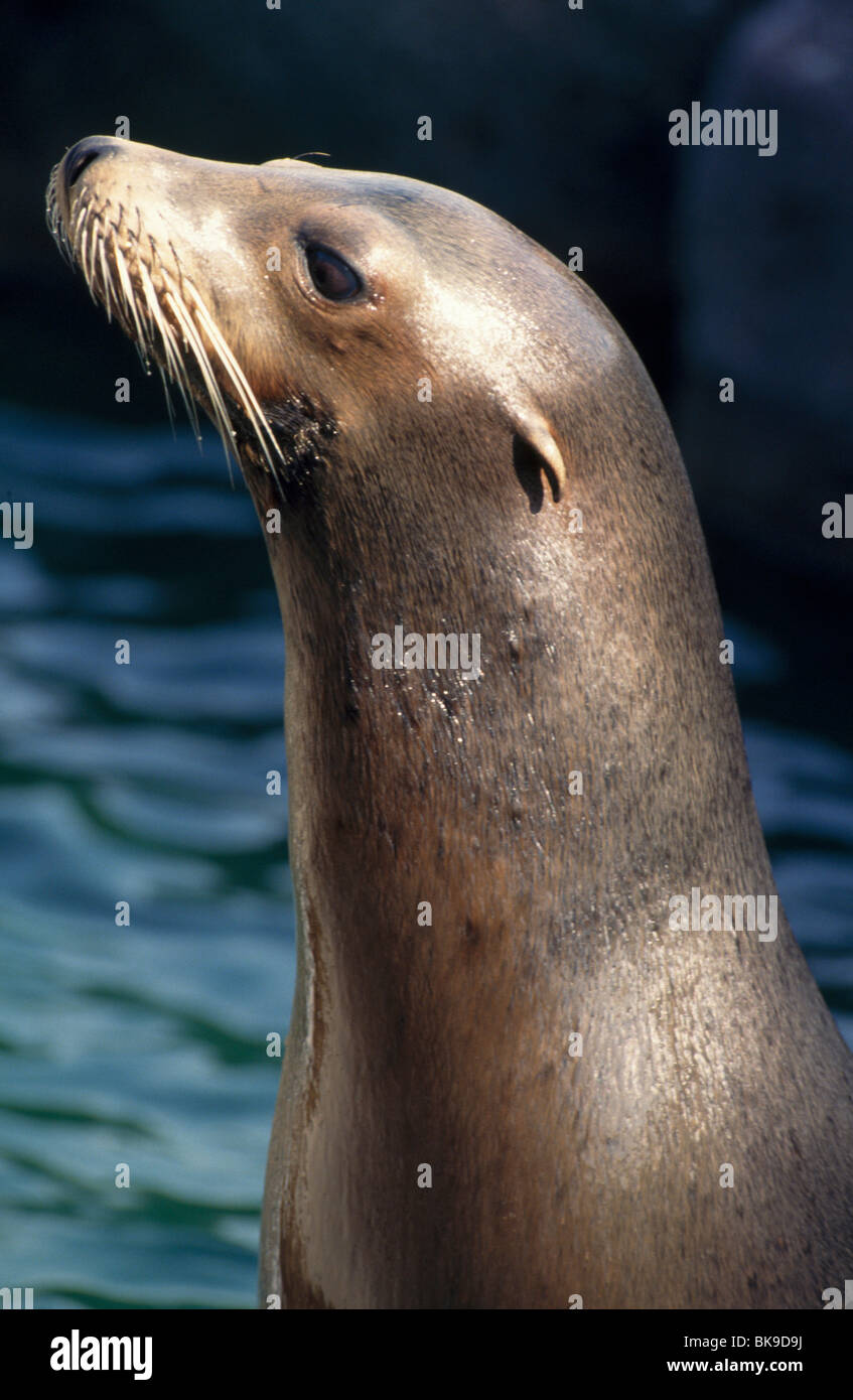 Slick profile hi-res stock photography and images - Alamy