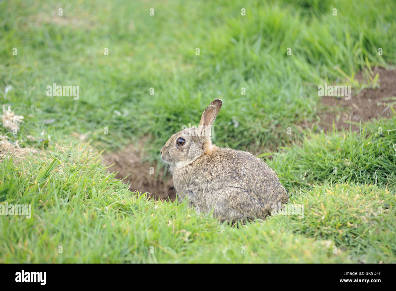 European rabbit standing next to its burrow Stock Photo - Alamy