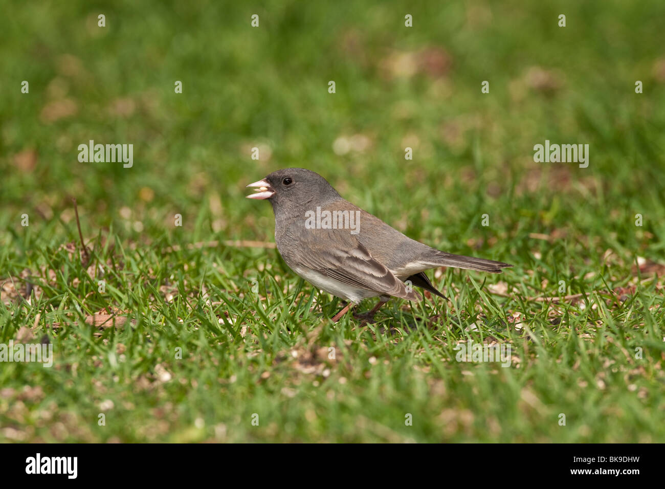 Slate colored Dark-eyed Junco foraging on ground Stock Photo - Alamy