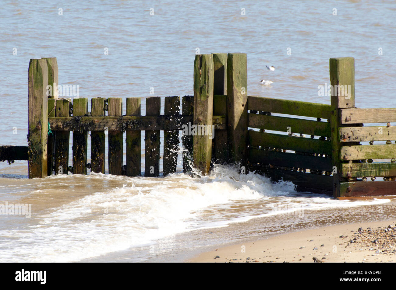 Timber groynes protecting the beach at Walcott, North Norfolk, England ...