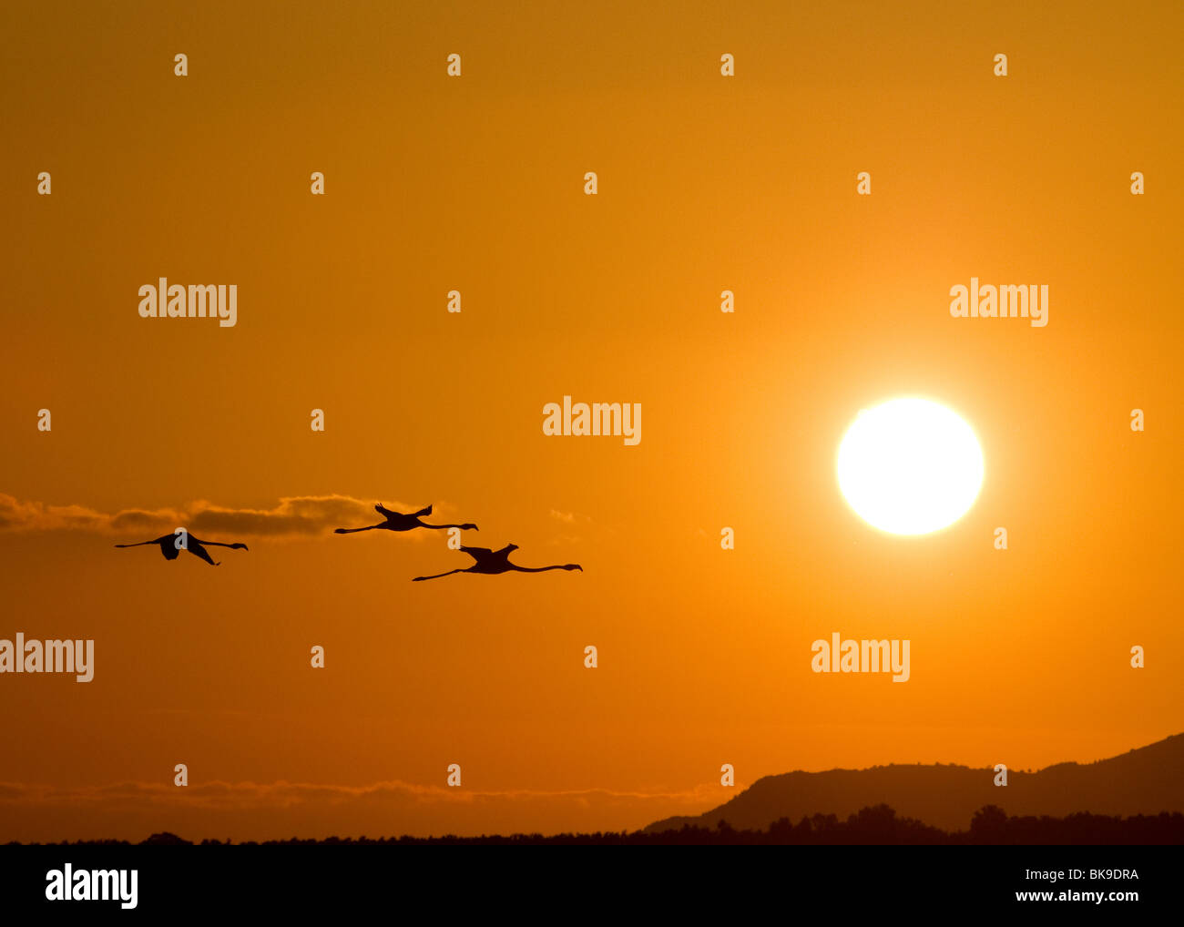 Pink flamingos at sunset hi-res stock photography and images - Alamy