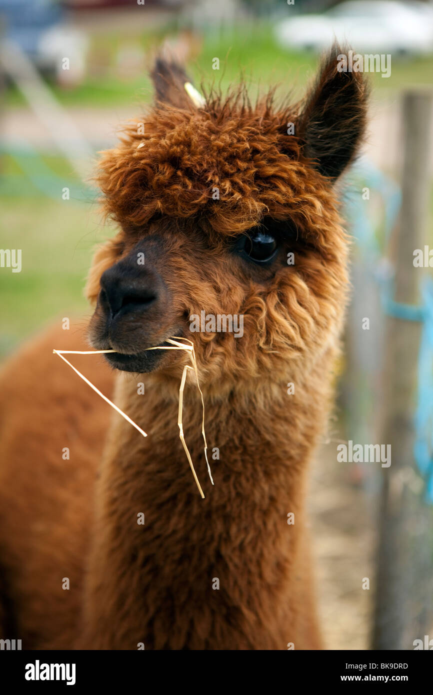 Alpaca trek hi-res stock photography and images - Alamy