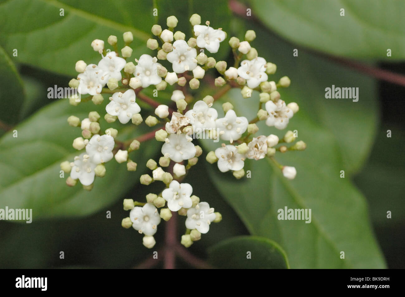 Viburnum tinus laurustinus hi-res stock photography and images - Alamy