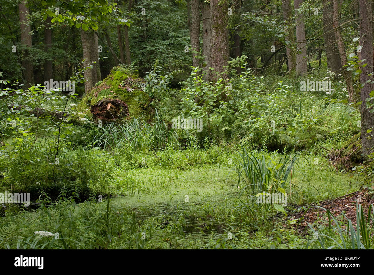 Impression of the soaking wet Alder Swamp in the strict reserve of the ...