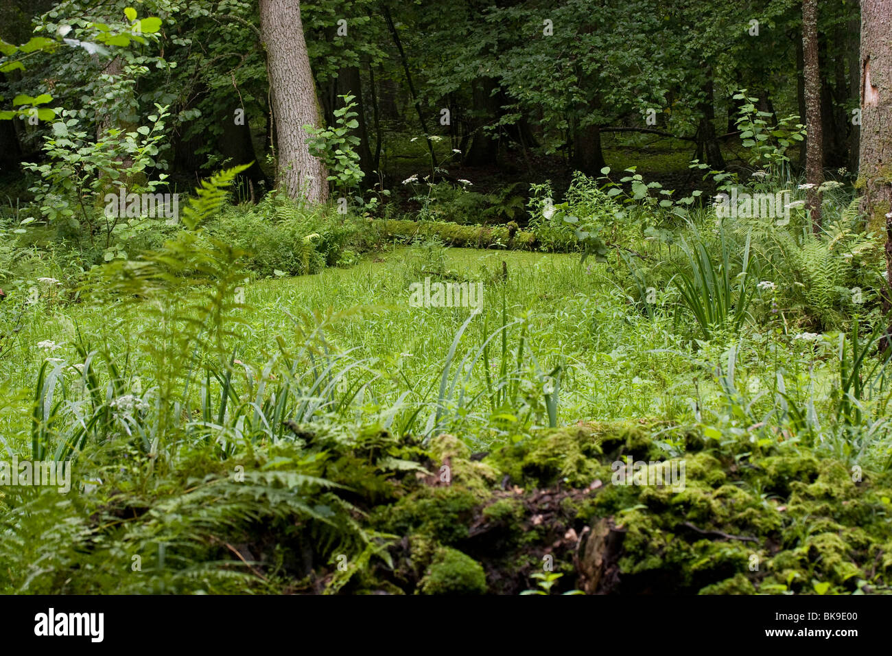 Impression of the soaking wet Alder Swamp in the strict reserve of the ...