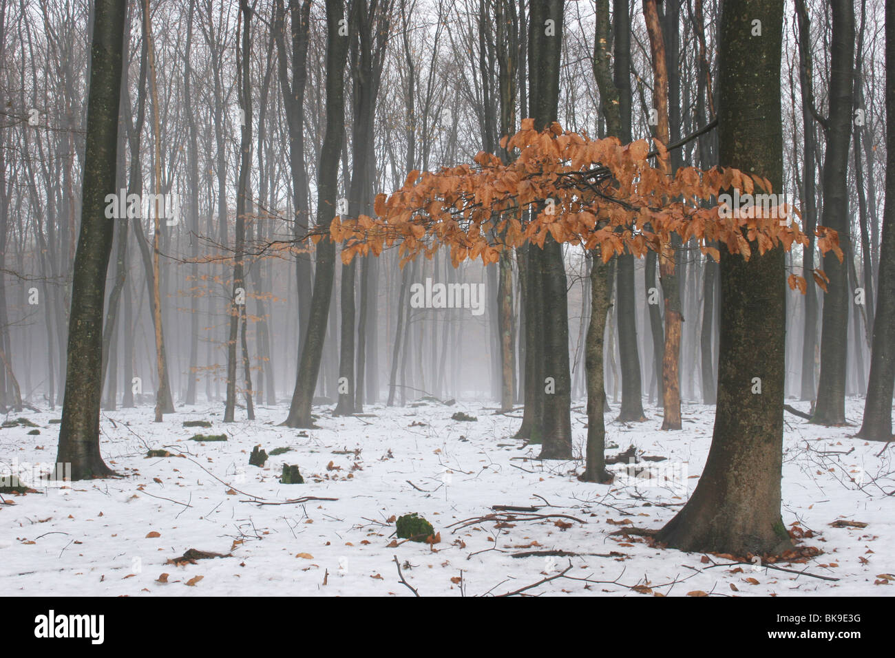 Beech leafs winter hi-res stock photography and images - Alamy