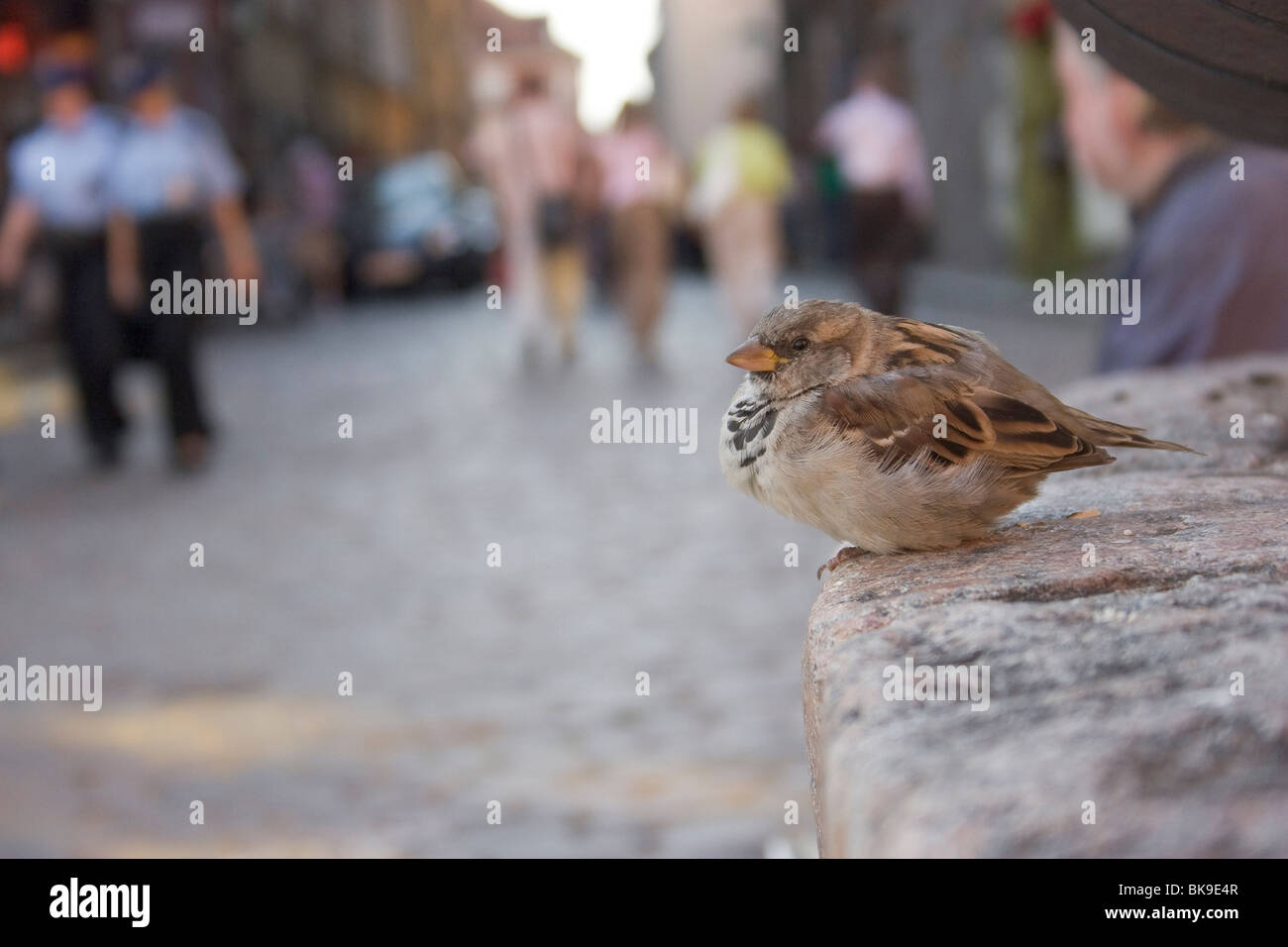 Immature male House Sparrow on a stone wall with an urban background ...
