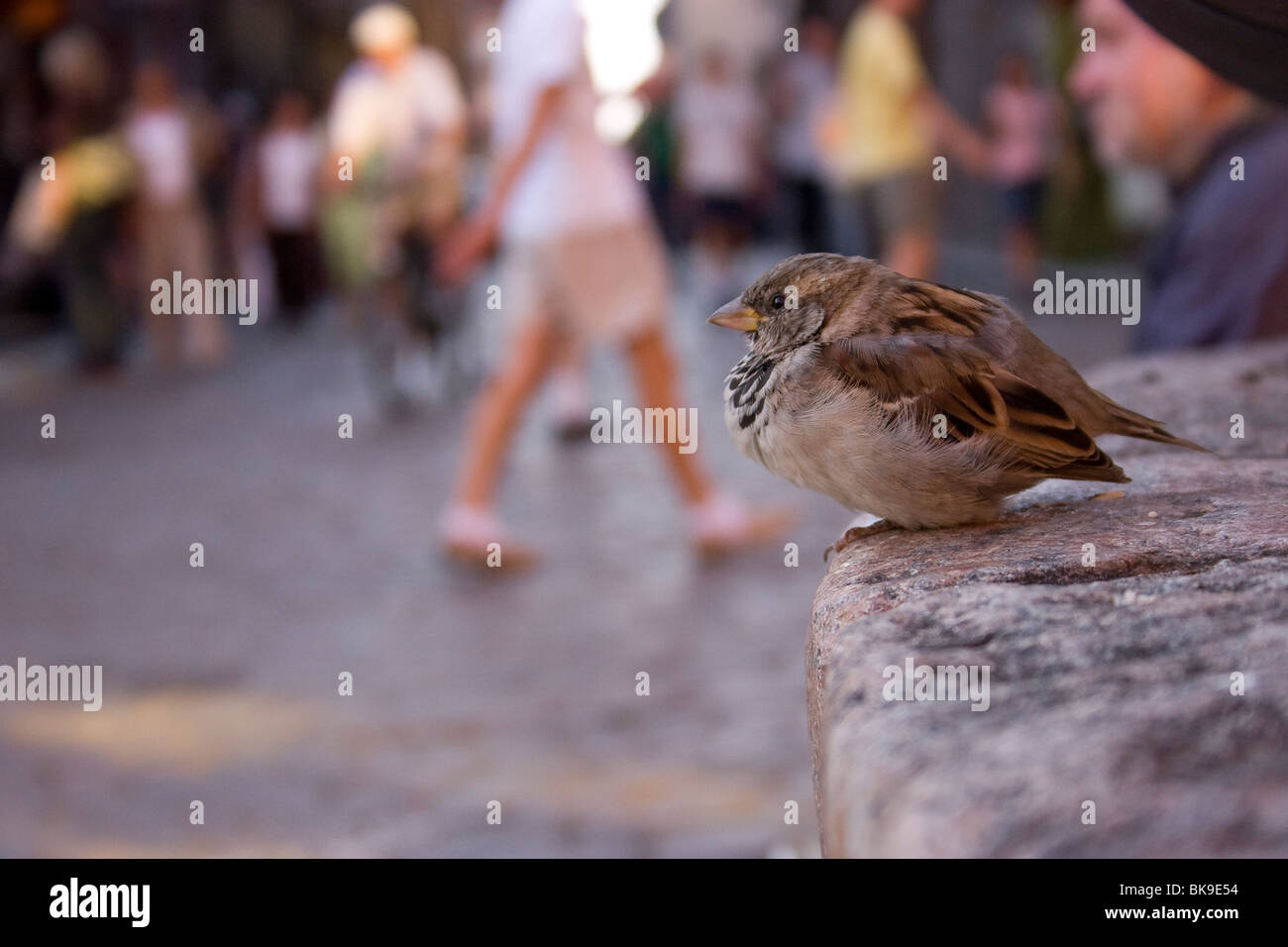 Immature male House Sparrow on a stone wall with an urban background ...