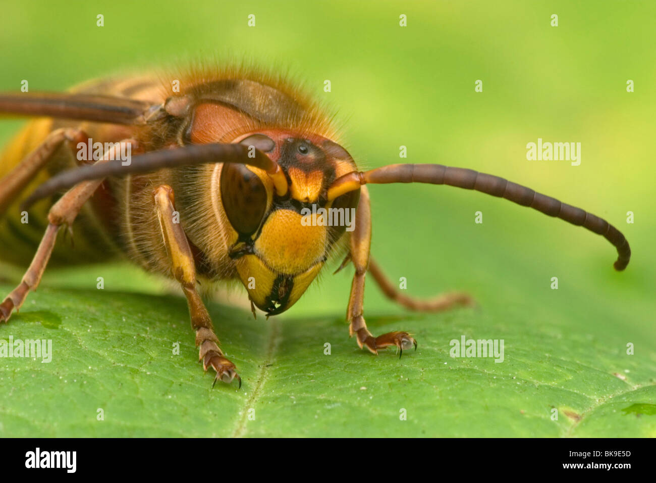 front view Hornet resting on a leaf Stock Photo - Alamy