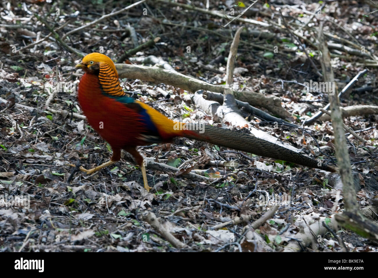 Pheasant legs hi-res stock photography and images - Alamy