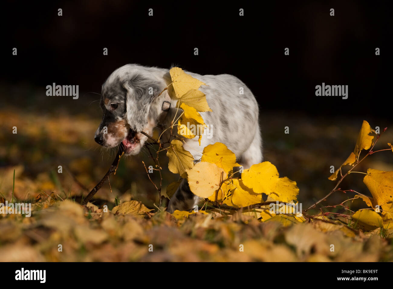 English setter playing with stick hi-res stock photography and images ...