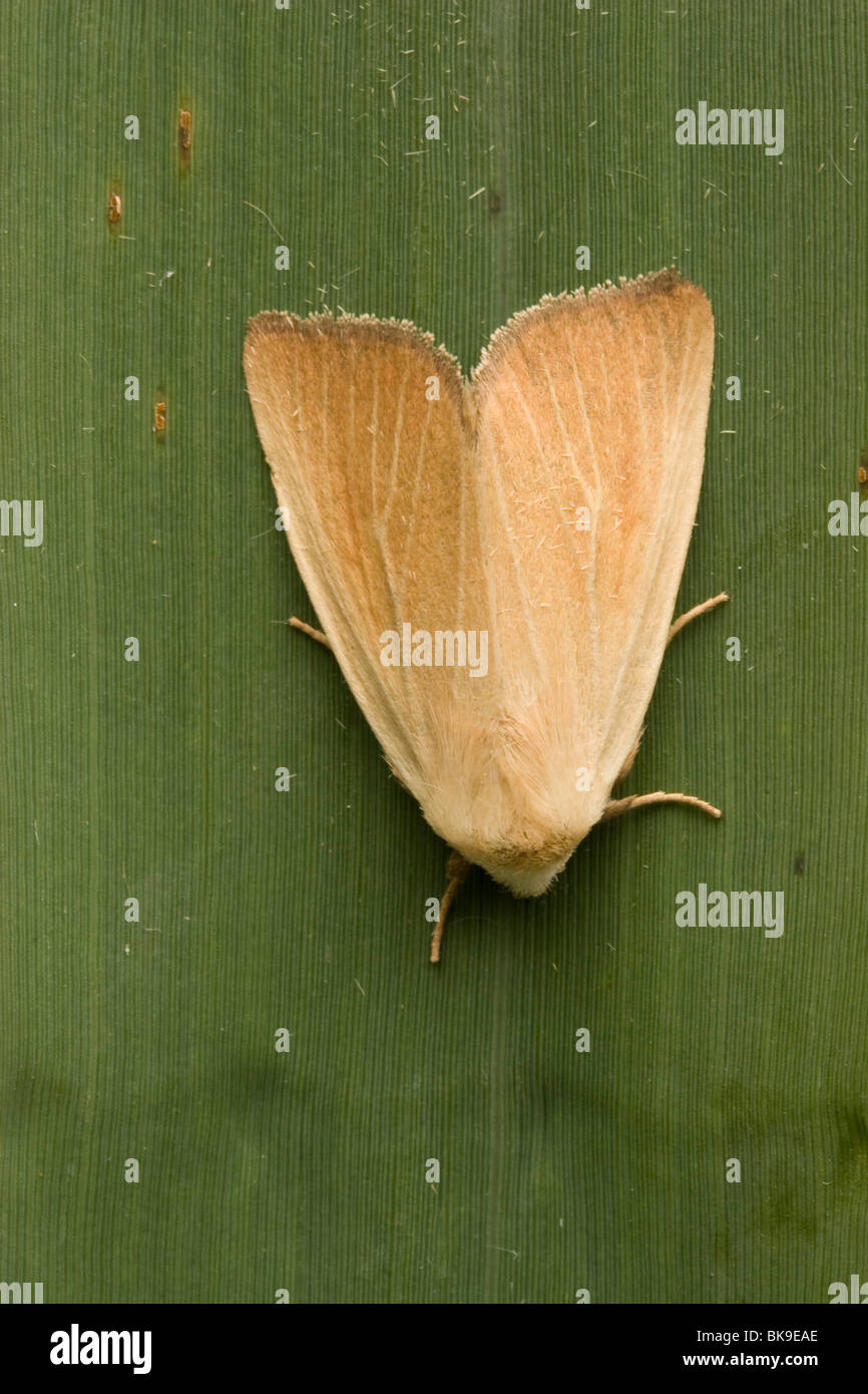 Fen moth hi-res stock photography and images - Alamy