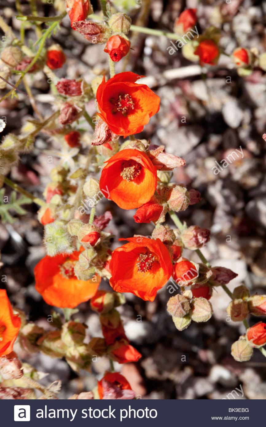 Globemallow Stock Photos & Globemallow Stock Images - Alamy