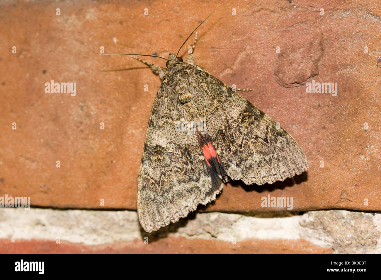 Red Underwing resting on a brick wall showing a small part of its red ...