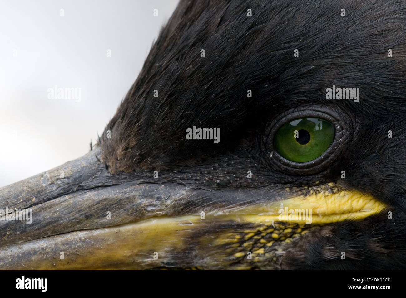Shag Face and Green Eye Stock Photo - Alamy