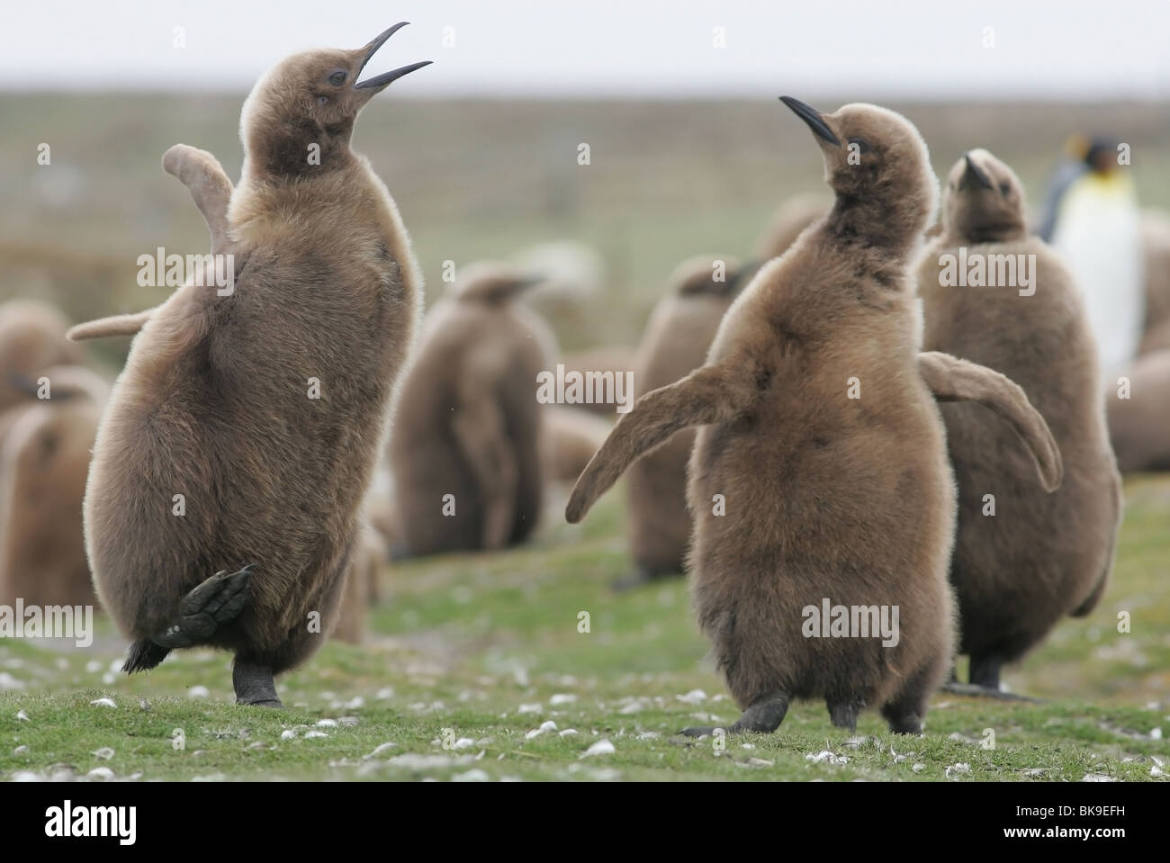 King Penguin (Aptenodytes patagonicus) chicks arguing Stock Photo - Alamy