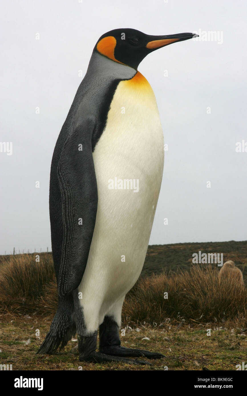 Standing King penguin Stock Photo - Alamy